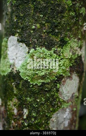 Close view of a weathered tree trunk showing twisted grain, knots ...