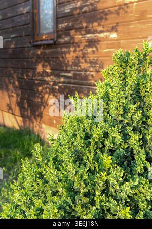 Decorative round trimmed green bush in park in sunny day. Landscape ...