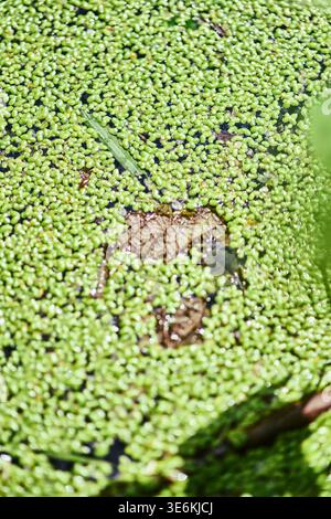 A dense layer of bright green duckweed blankets a calm body of water ...