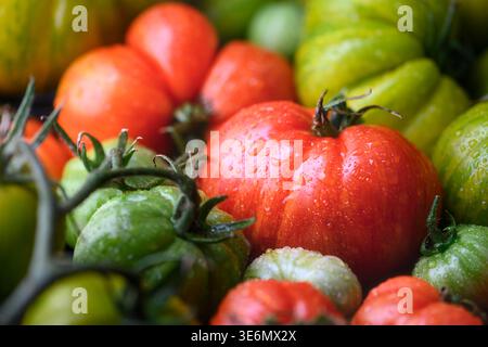 Vibrant red tomato with glossy skin green stem rests on dark weathered ...