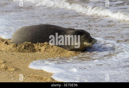 A seal rests on a sandy shore with its body arched. The seal has gray ...