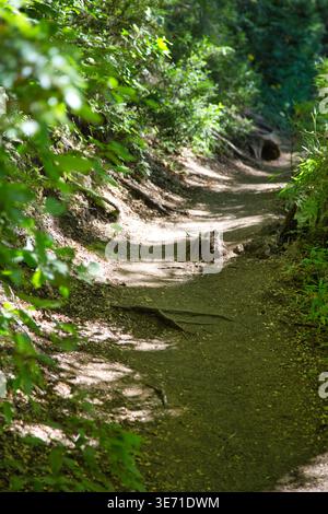 Peaceful dirt trail winding through a dense birch forest with fresh ...
