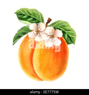 Apricot whole ripe with leaves watercolor hand drawn illustration ...