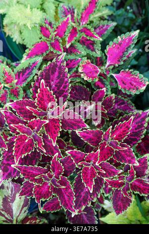 lush collection of indoor and outdoor plants at decorative plant ...