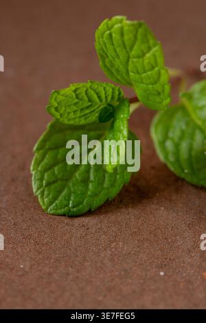 A sprig of mint Mentha with green, textured leaves and a dark purple ...