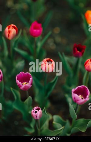 Macro view of a blooming tulip with vibrant pink and yellow hues ...