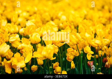 Golden yellow tulips in full spring bloom across a vibrant Dutch field ...