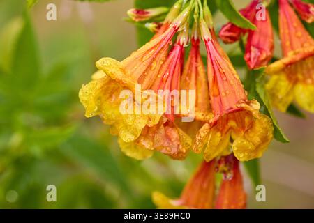 Close-up of vibrant yellow trumpetbush flowers blooming on a lush green ...