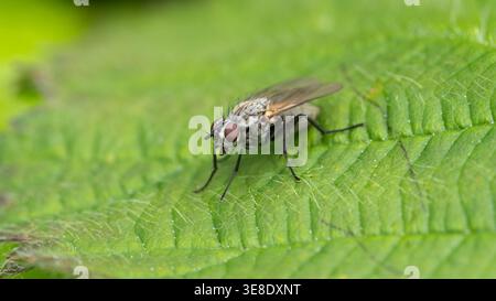 Bio Diversity - Anthomyiidae - Flower Fly Macro on a green Leaf . High ...