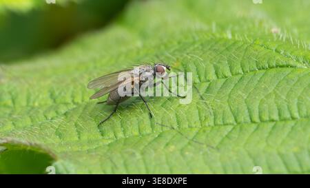 Bio Diversity - Anthomyiidae - Flower Fly Macro on a green Leaf . High ...