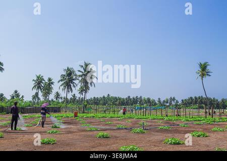 Maldives, Thoddoo - 22 Feb 2022: Workers irrigating green crop fields ...