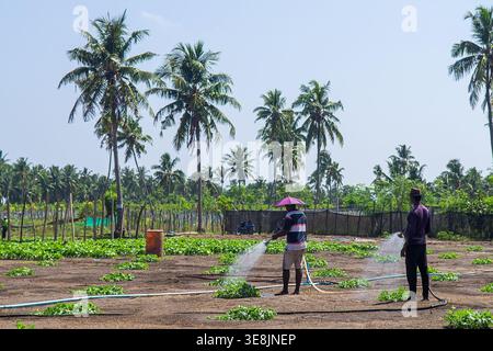 Maldives, Thoddoo - 22 Feb 2022: Workers irrigating green crop fields ...