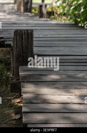 A wooden plank boardwalk curves through a stand of tall misty ...
