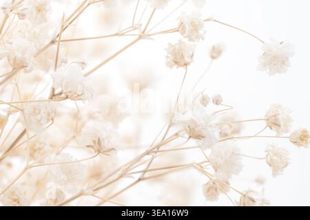 Beautiful Gypsophila elegant beige small flowers with light background ...