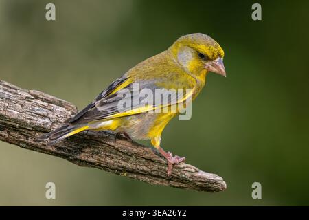 European greenfinch Carduelis chloris, adult male perched on moss ...