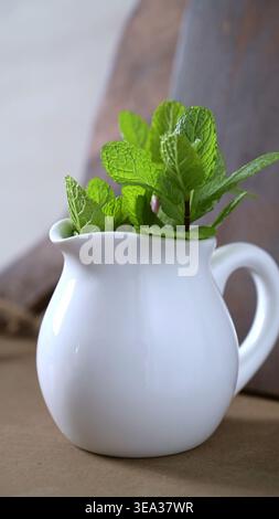 A sprig of mint Mentha with green, textured leaves and a dark purple ...