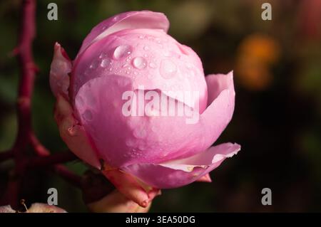 A close-up macro shot captures the intricate details of a vibrant ...