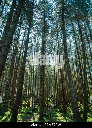 Mossy trail winds through tall pine trees. Green undergrowth blankets ...