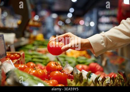 A person is picking a ripe red tomato from a plant in a garden. The ...