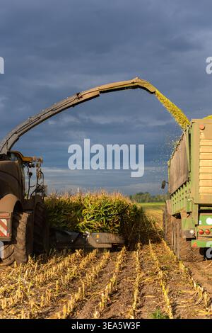 Modern forage harvester combiner harvesting silage maize corn tractor ...