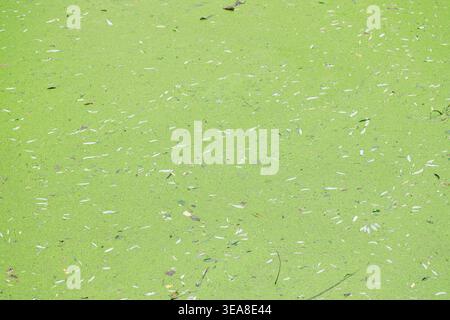 A dense layer of bright green duckweed blankets a calm body of water ...