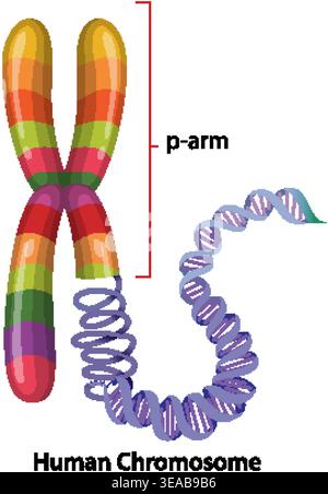 DNA Structure, Double Helix, Base Pairs, Vector, Illustration Stock ...