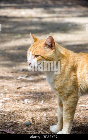 Orange tabby cat standing with tail raised high and pink flea collar on ...
