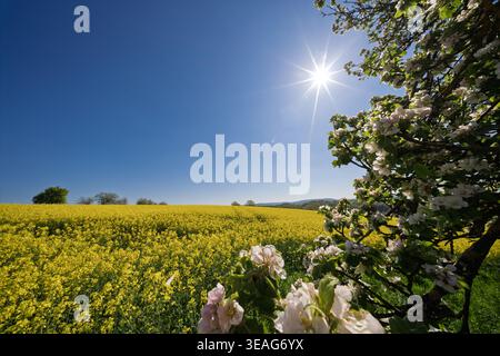Bright yellow rapeseed flowers beneath a clear blue sky with generous ...
