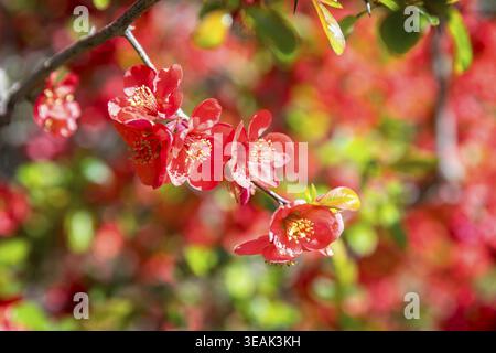 The flowers of the ornamental quince (Chaenomeles) glow red in April ...