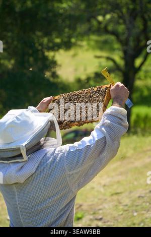 A bee hive honeycomb is seen in Melbourne, Tuesday, June 16, 2026. (AAP ...