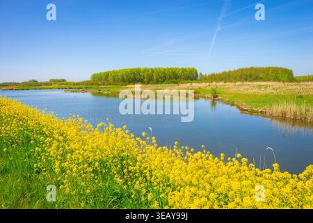 Bright yellow rapeseed flowers beneath a clear blue sky with generous ...