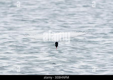 Svalbard, Svalbard and Jan Mayen - 21 June 2025: View of abandoned ...