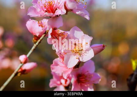 Peach blossoms show pink flowers on branches during spring season at ...