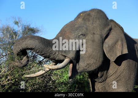 TISSAMAHARAMA, SRI LANKA - APRIL 25, 2026 : An elephant and calf walk ...