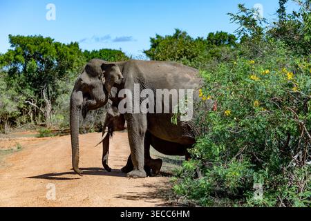 TISSAMAHARAMA, SRI LANKA - APRIL 25, 2026 : An elephant and calf walk ...