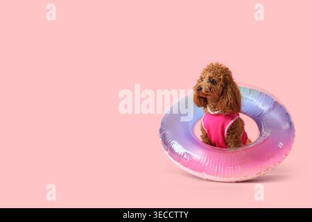 Cute Toy Poodle dog with inflatable ring and suitcase on lilac ...