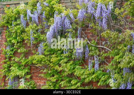A large wisteria Wisteria sinensis shrub with purple flowers is ...