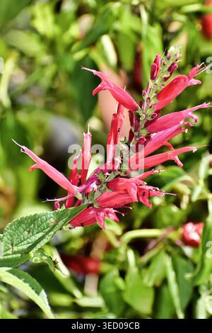 A green stem with elongated, serrated leaves is centered against a ...