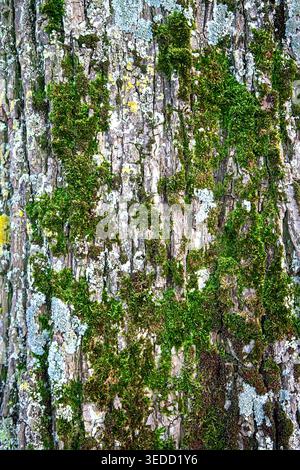 Rough weathered wood covered with pale lichen patches and fine cracks ...