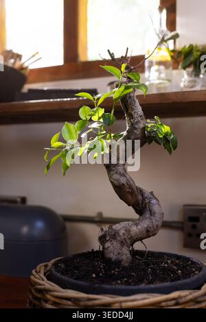 Woven basket and plant on wooden table in bright room Stock Photo - Alamy