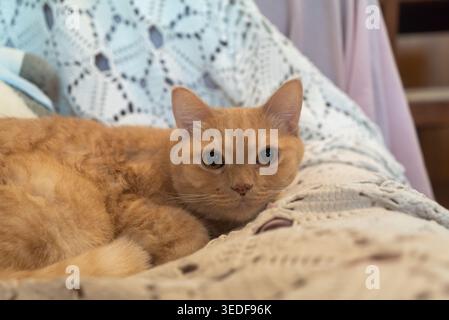Ginger cat relaxes peacefully on the pavement next to a yellow wall ...