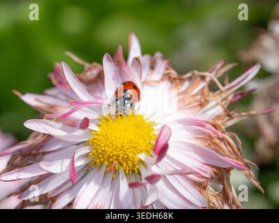 Bio Diversity - Coccinella septempunctata - Ladybug on a Green Leaf ...