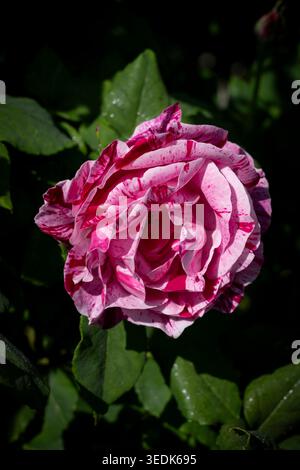 Rose garden of Champagne. Close up shot of a colorful Madame Boll Rose ...