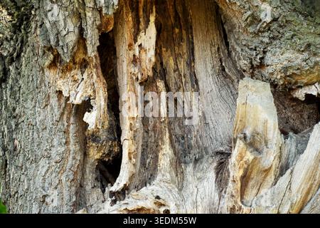 Close view of a weathered tree trunk showing twisted grain, knots ...