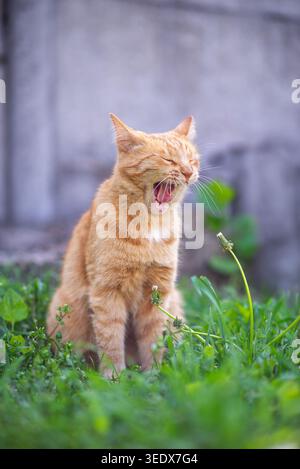 Orange tabby cat sitting in three quarter view with pink flea collar on ...