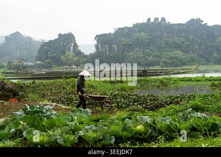 Rural Wetlands and Limestone Mountains in Ninh Binh, Vietnam Stock ...