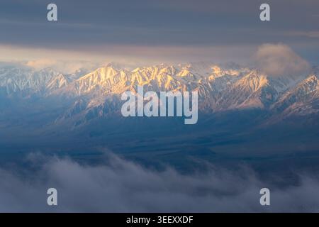 White Mountains, Mono, California, United States, Bombus sp., Animalia ...