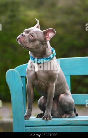 Healthy lilac brindle French Bulldog with long snout, natural tail and ...