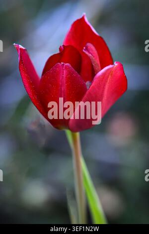 Close up shot showing tulip flower with white petals and yellow and red ...