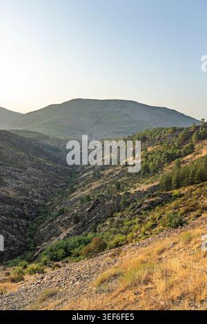 Sunlit golden grass covers rocky mountainsides dotted with green pine ...
